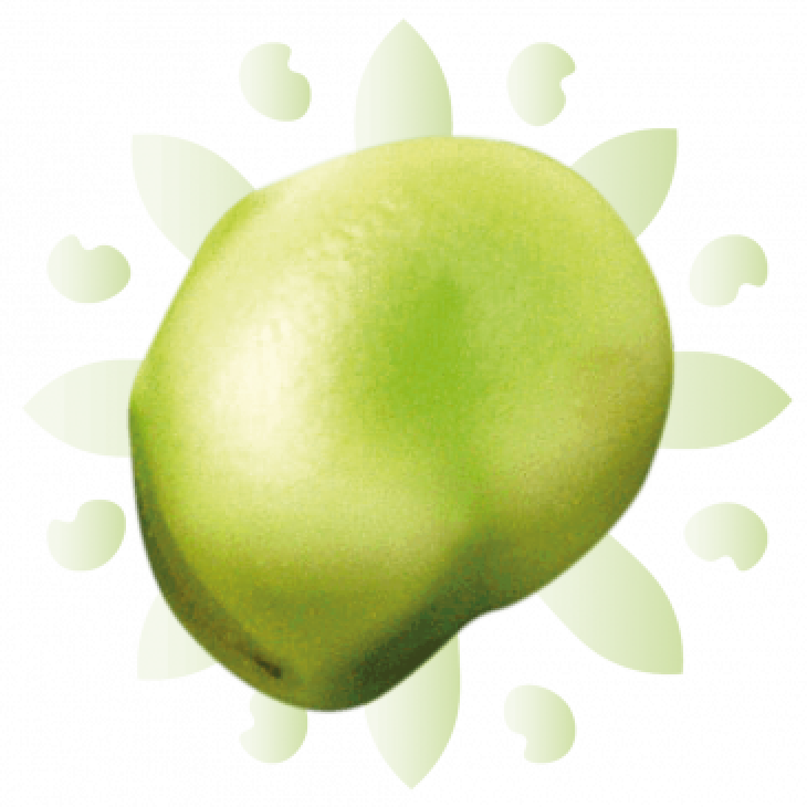 Fava Bean Protein - Atura